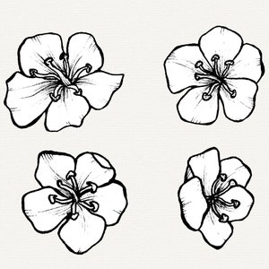 Mullein PNG Clip Art, Hand Drawn Mullein Illustration, Medicinal Plant ...