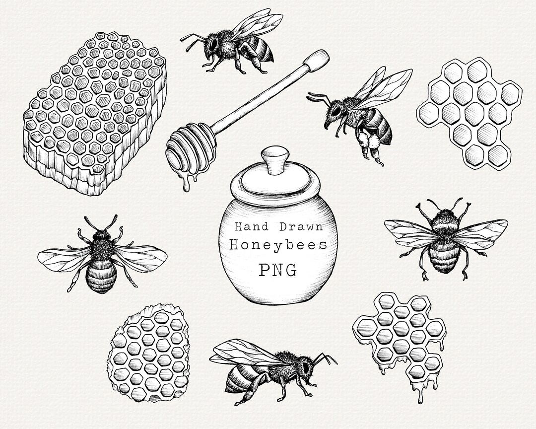 Vintage Bee Drawing Clip Art