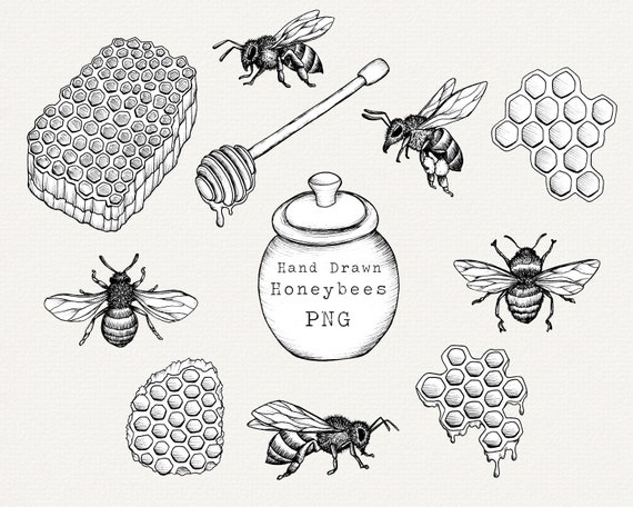 Vintage Honey Bee Graphic