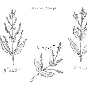 Vervain Herb Clip Art, Verbena Clipart, Herbal Remedies, Hand Drawn ...