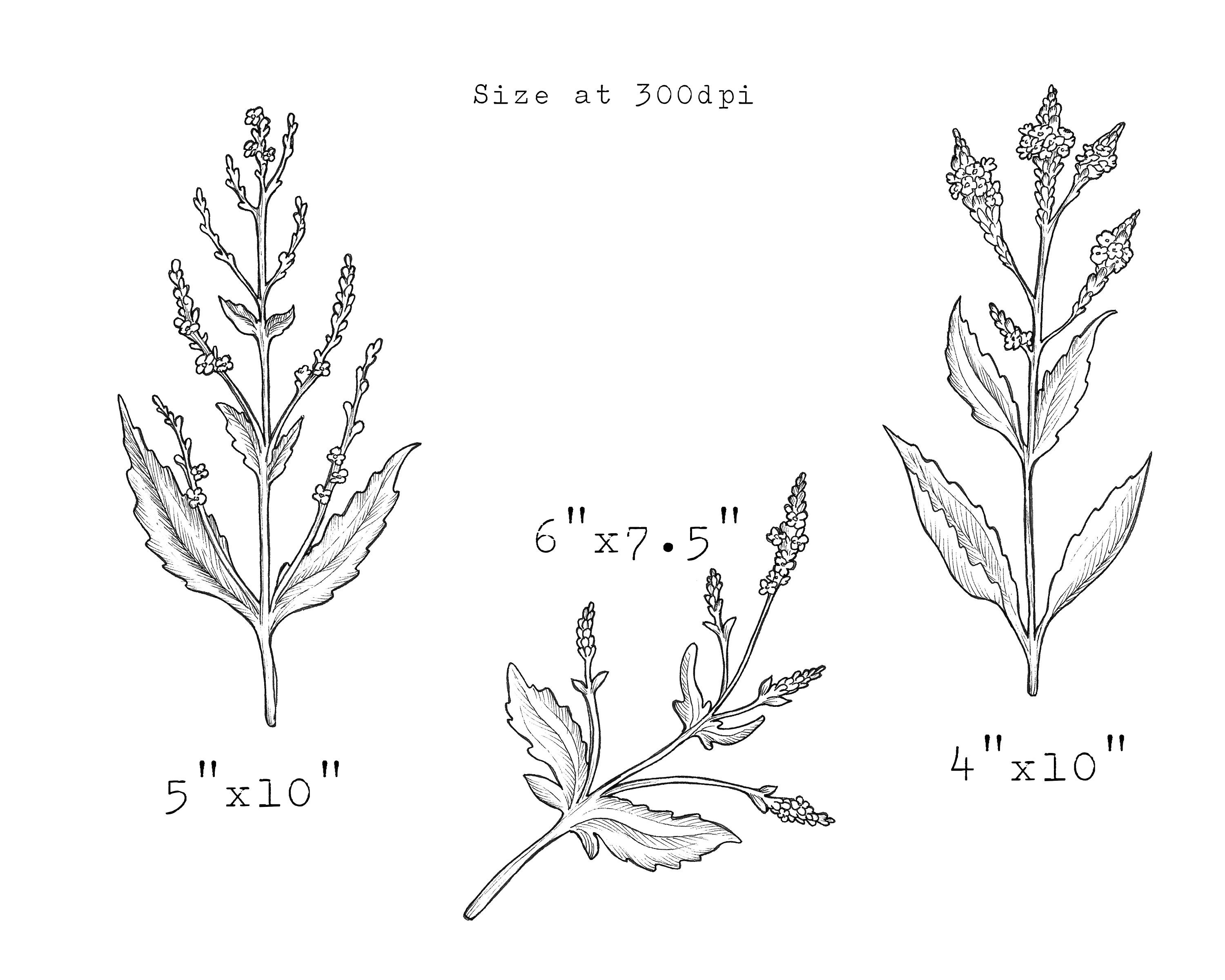 Vervain Botanical Line Art, Hand Drawn Herb Clipart (PNG Digital ...