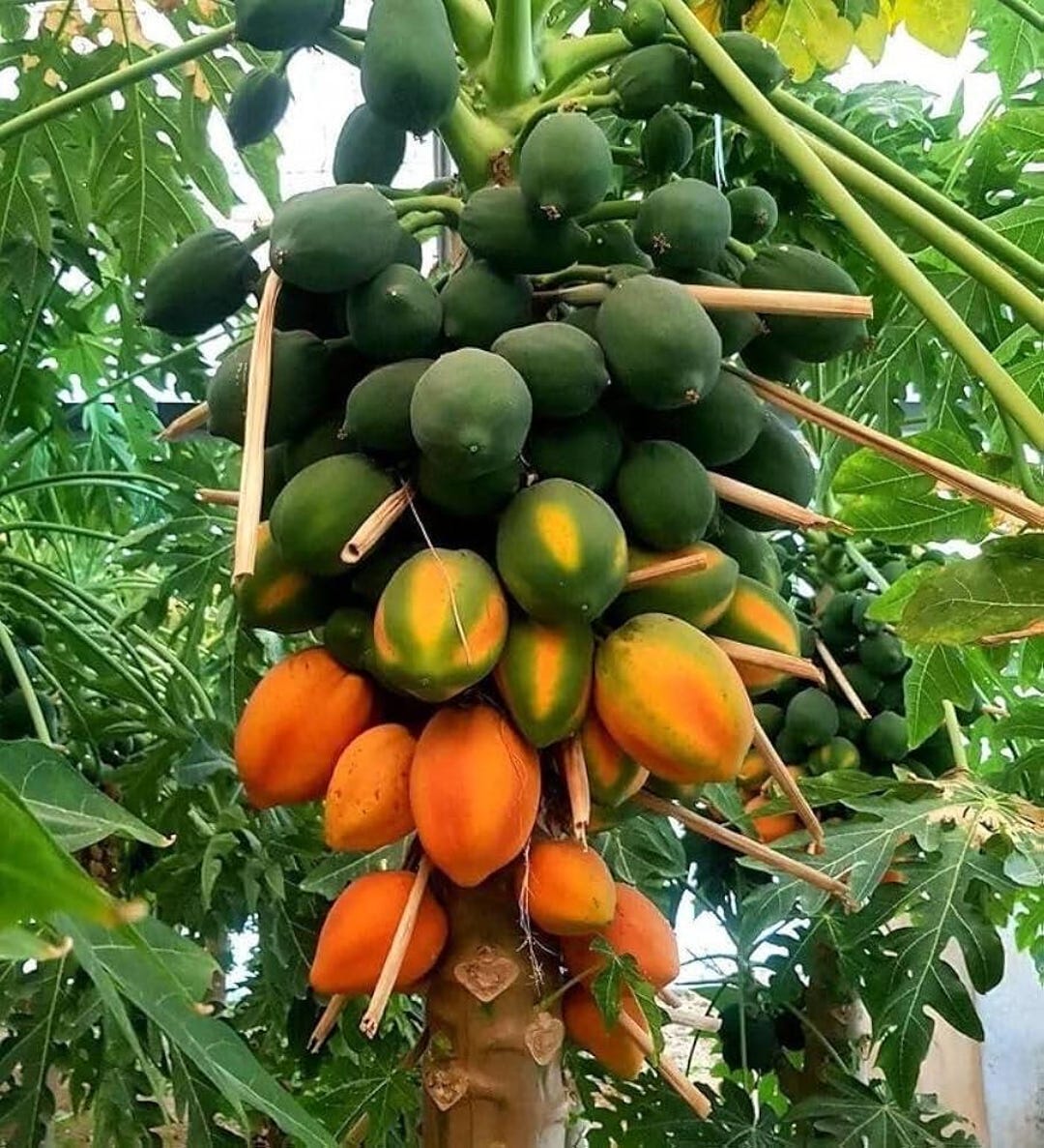 50 Hawaiian Papaya Seeds, 99% + Germination Rate - Etsy