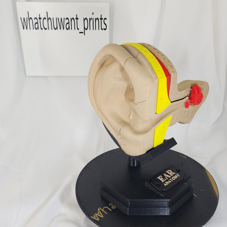 Human Ear Anatomy Model - Etsy