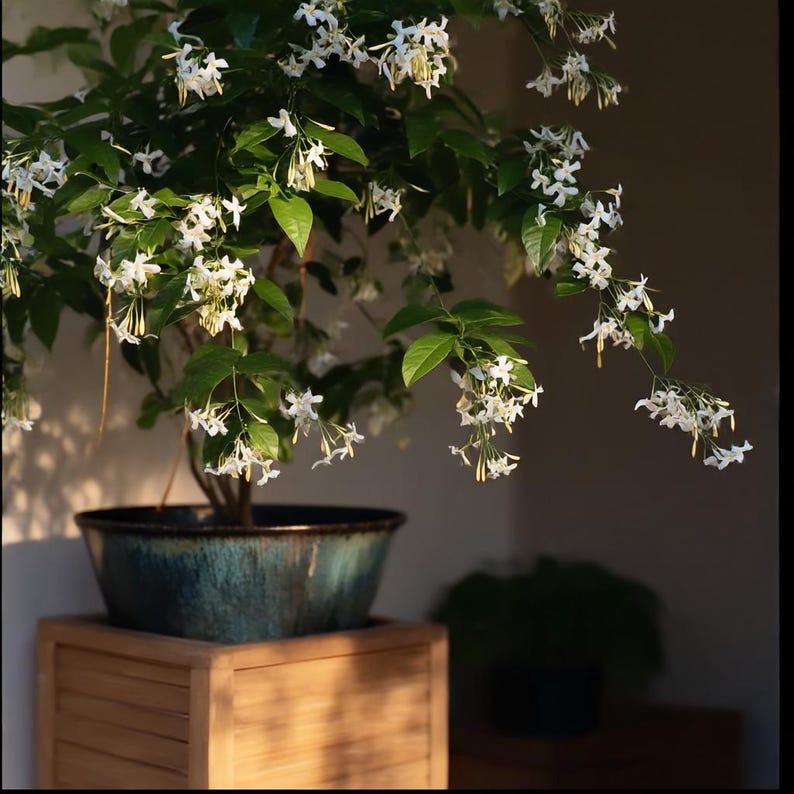 Weeping Jasmine Vine Seeds: Fragrant Climbing Plant - Non-gmo - Etsy