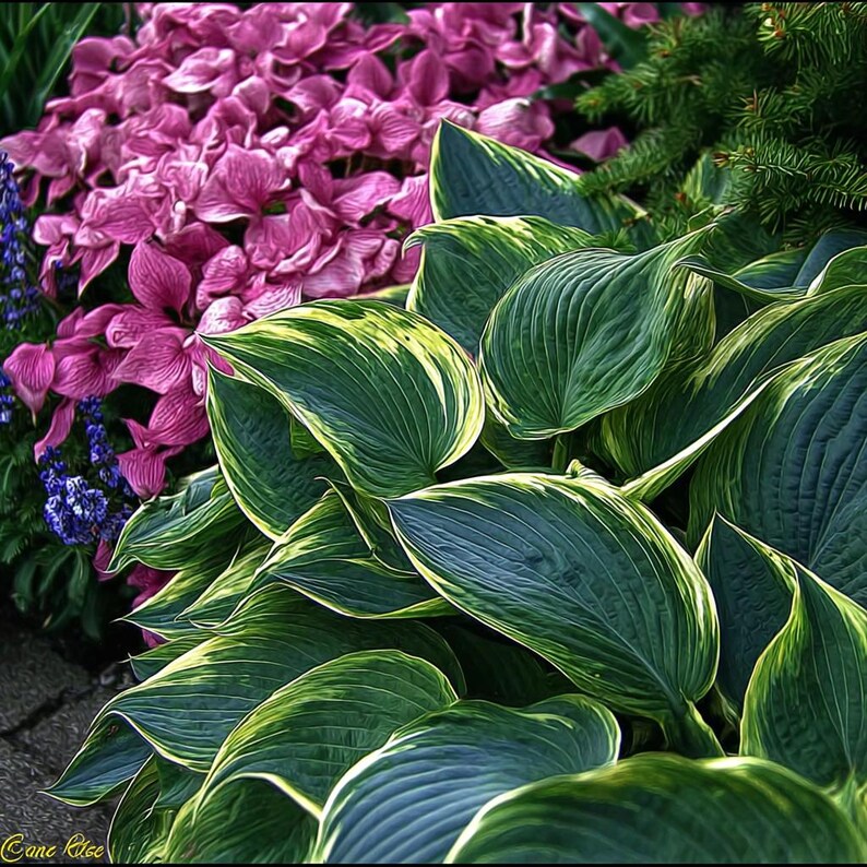 1000pcs Mixed Hosta Seeds – Easy to Grow Shade Perennial for Pots and ...