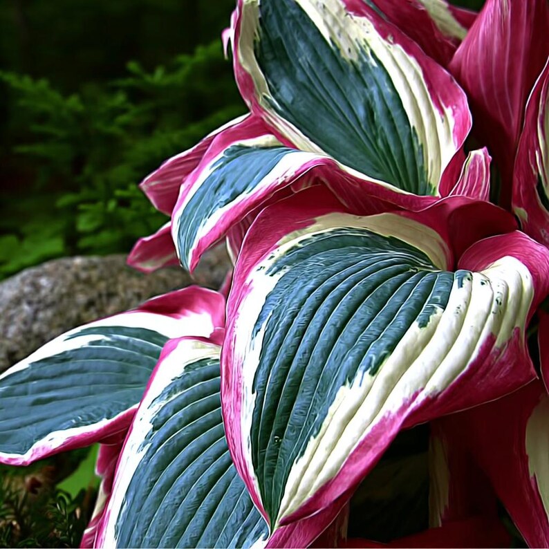 1000pcs Mixed Hosta Seeds – Easy to Grow Shade Perennial for Pots and ...