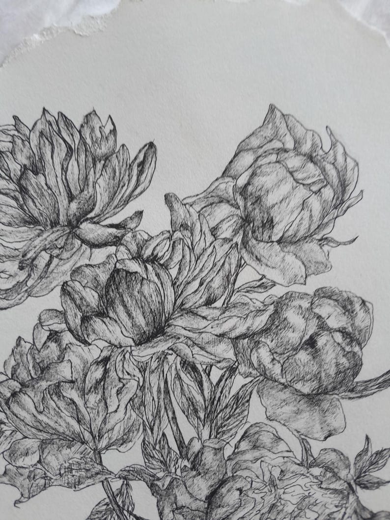 Pen and Ink Original Drawing of Peonies - Etsy