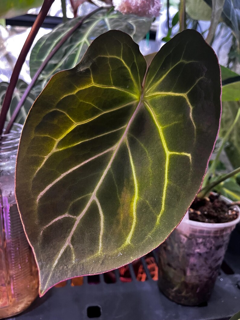 Anthurium BUNDLE -2-(1) Bess X Bvep X Forgetii X Carla X Forgetii X ...