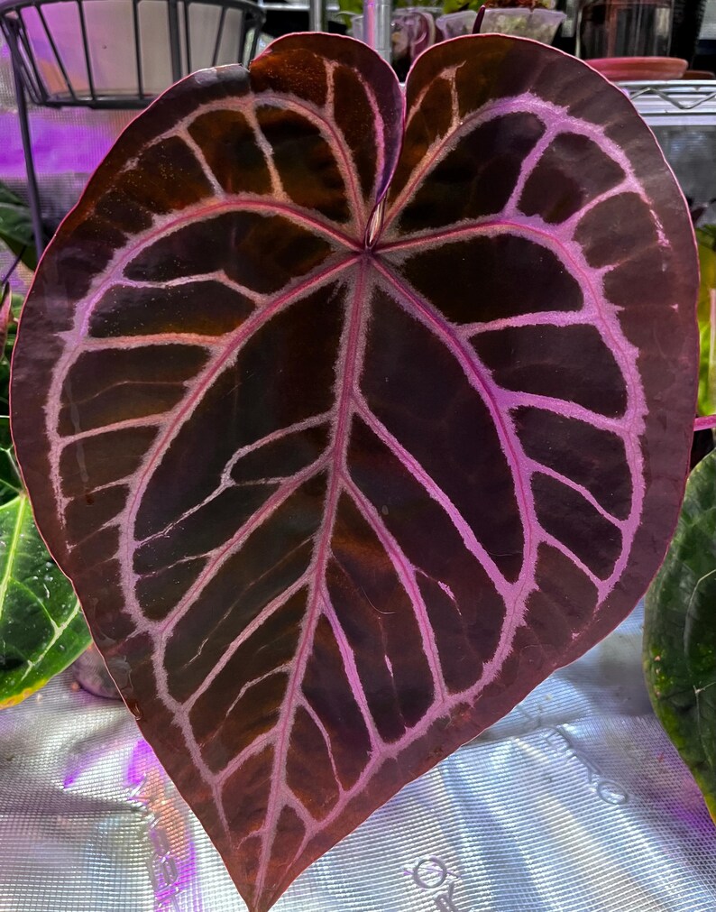 Anthurium BUNDLE -2-(1) Bess X Bvep X Forgetii X Carla X Forgetii X ...
