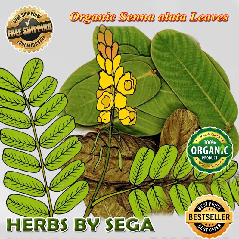 Organic Cassia Alata (candle Bush Leaf) - 25 Grams - Etsy