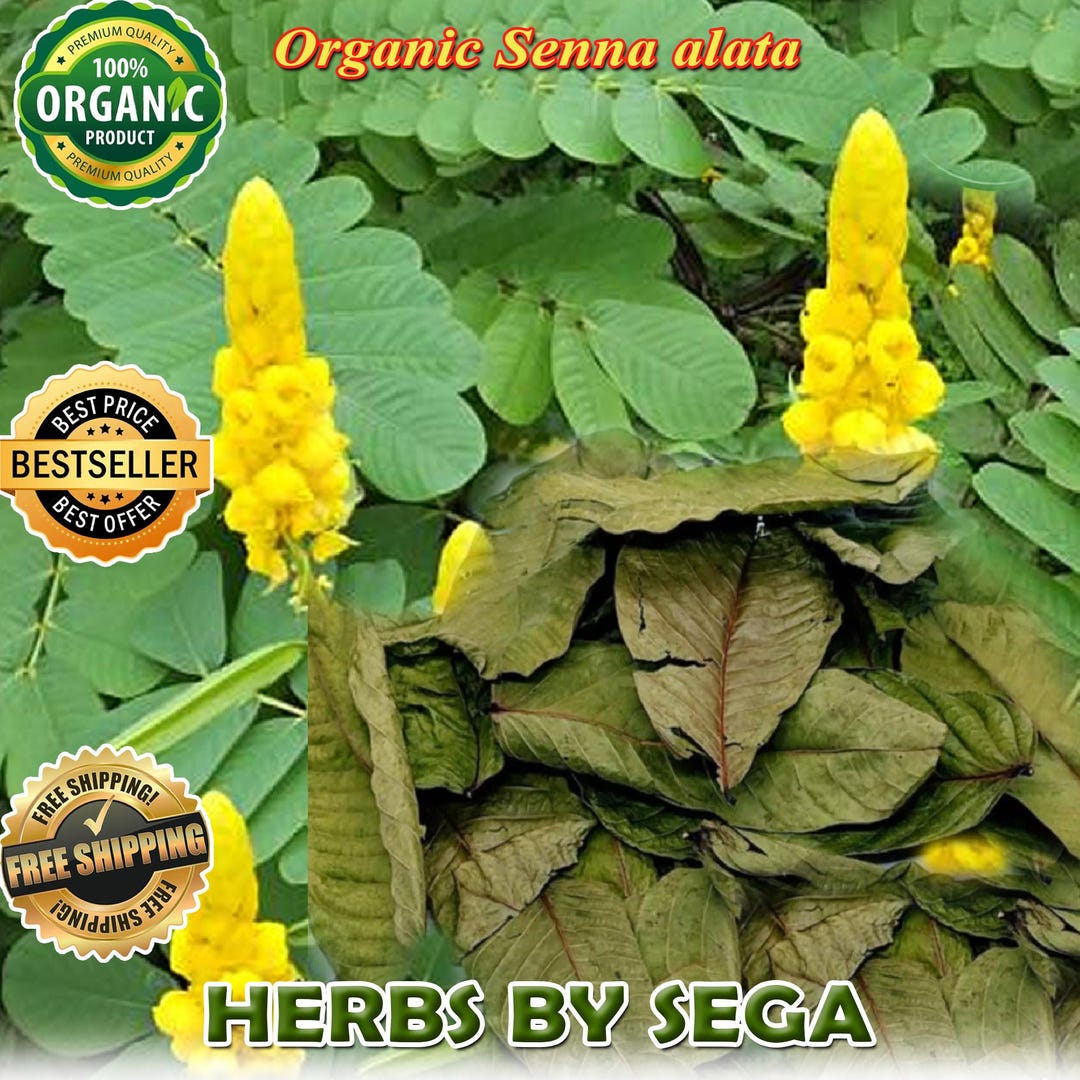 Organic Cassia Alata (candle Bush Leaf) - 25 Grams - Etsy