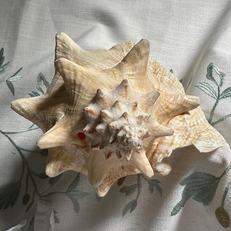 Rare Sea Shells - Etsy