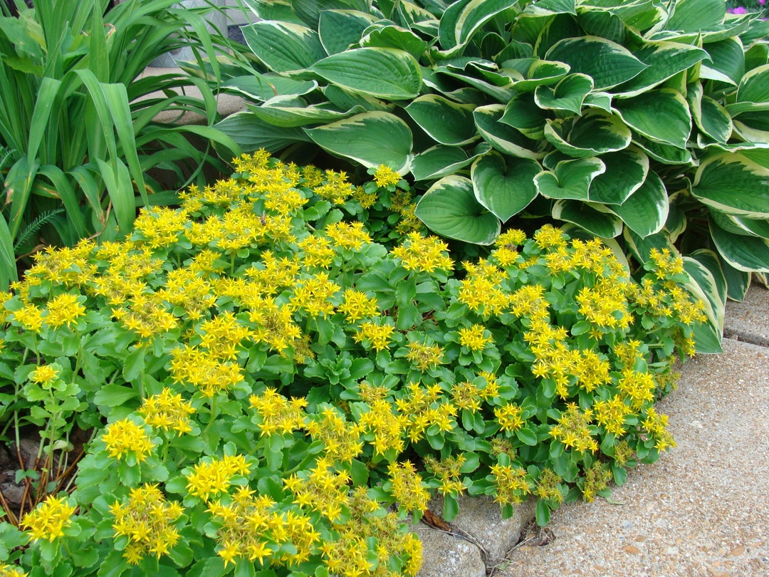 25 Cuttings GOLDEN CREEPING SEDUM Perennial Ground Cover Rock Gardens ...