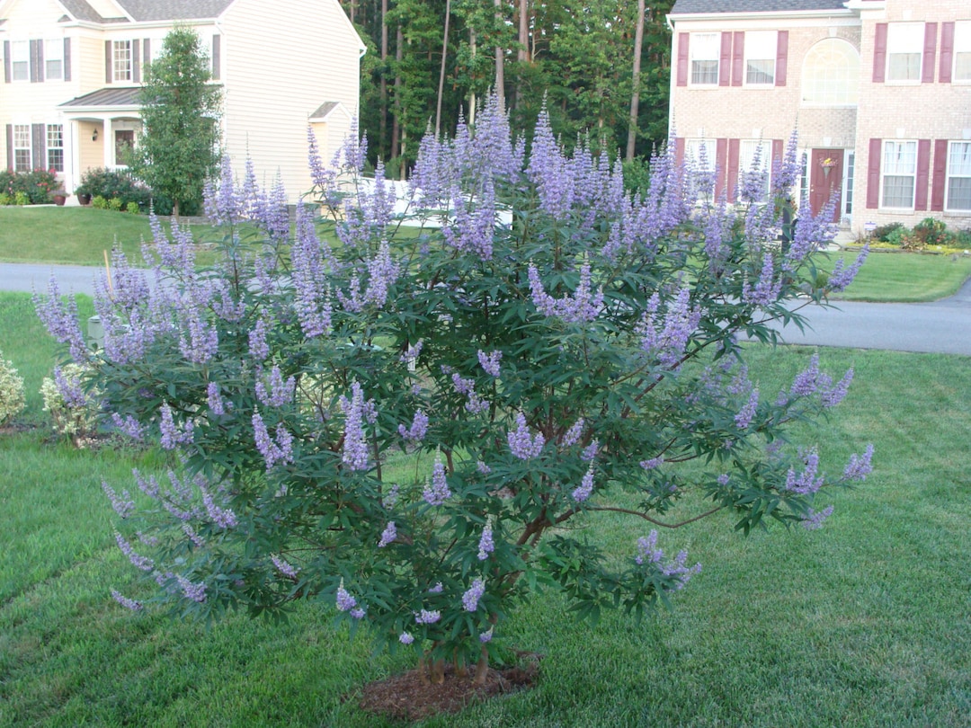 2 Purple CHASTE TREE Vitex Agnes Starter Plant - Etsy