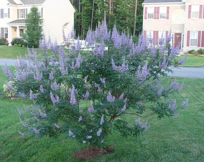 Purple CHASTE TREE Vitex Agnes Starter Plant - Etsy