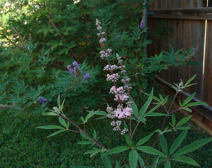 2 PINK CHASTE Trees - *** BEST Price - Set of 2- Pink Flowering Bush ...