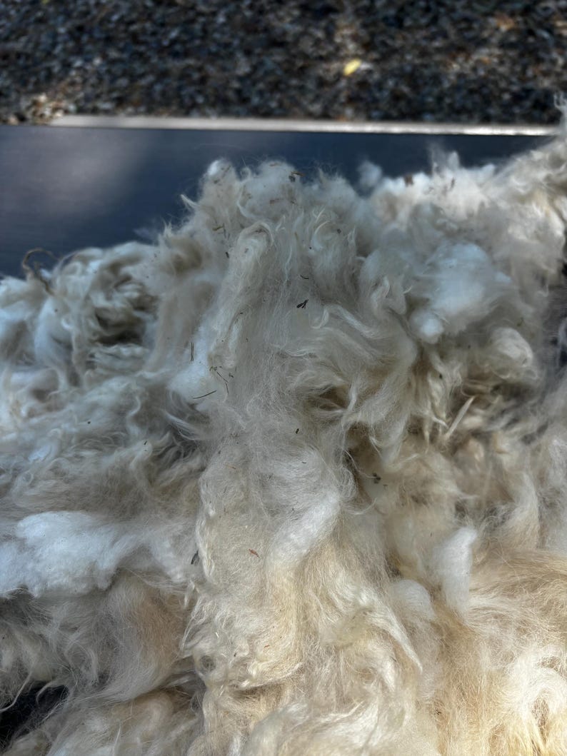 Alpaca Fleece Fiber Raw Cria First & Second Cutting - Etsy