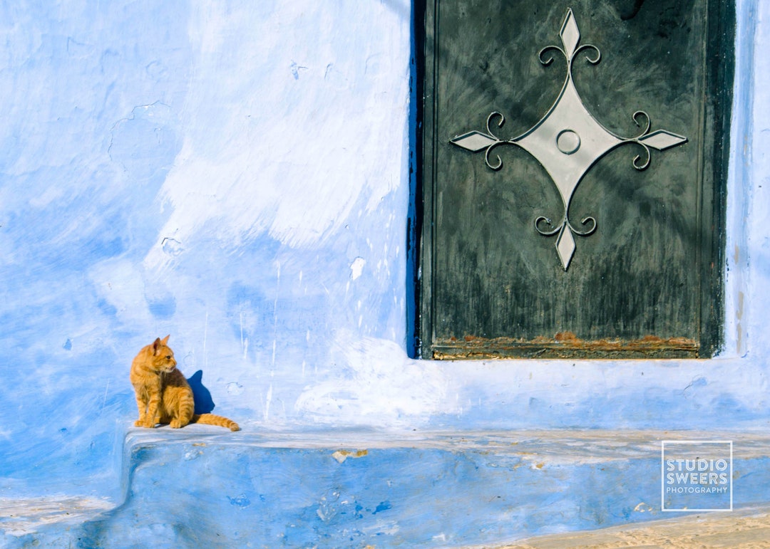 Minimal Meows // Moroccan Print // Cat Photography - Etsy