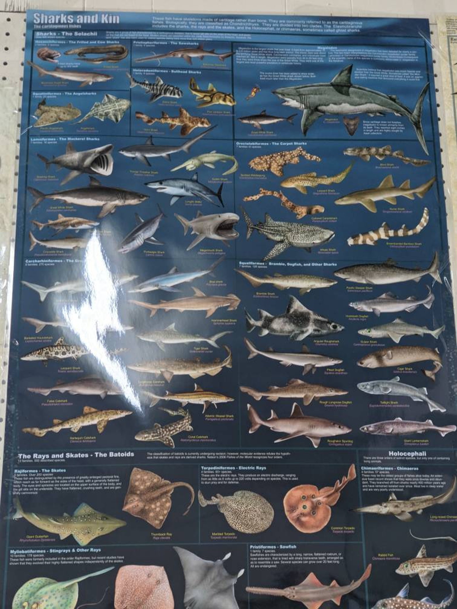 Sharks and Kin Large Laminated Educational Poster | Etsy