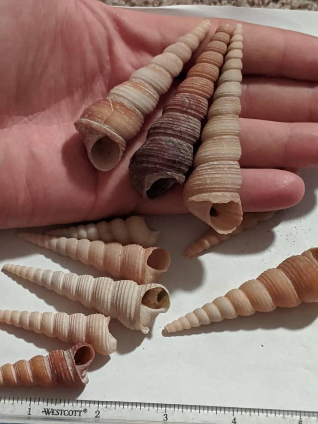 Large Turitella Terebra (gastropod) Shells - Etsy