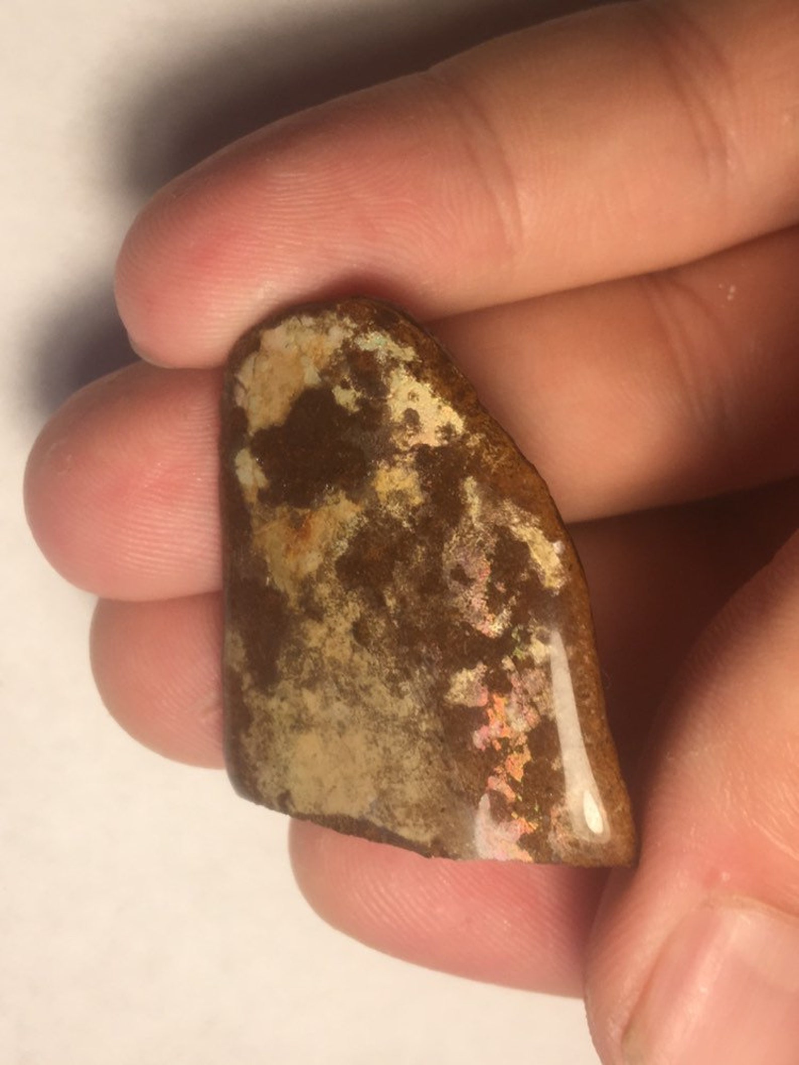 Rainbow Baculite Ammonite Fossil El Paso County Colorado - Etsy