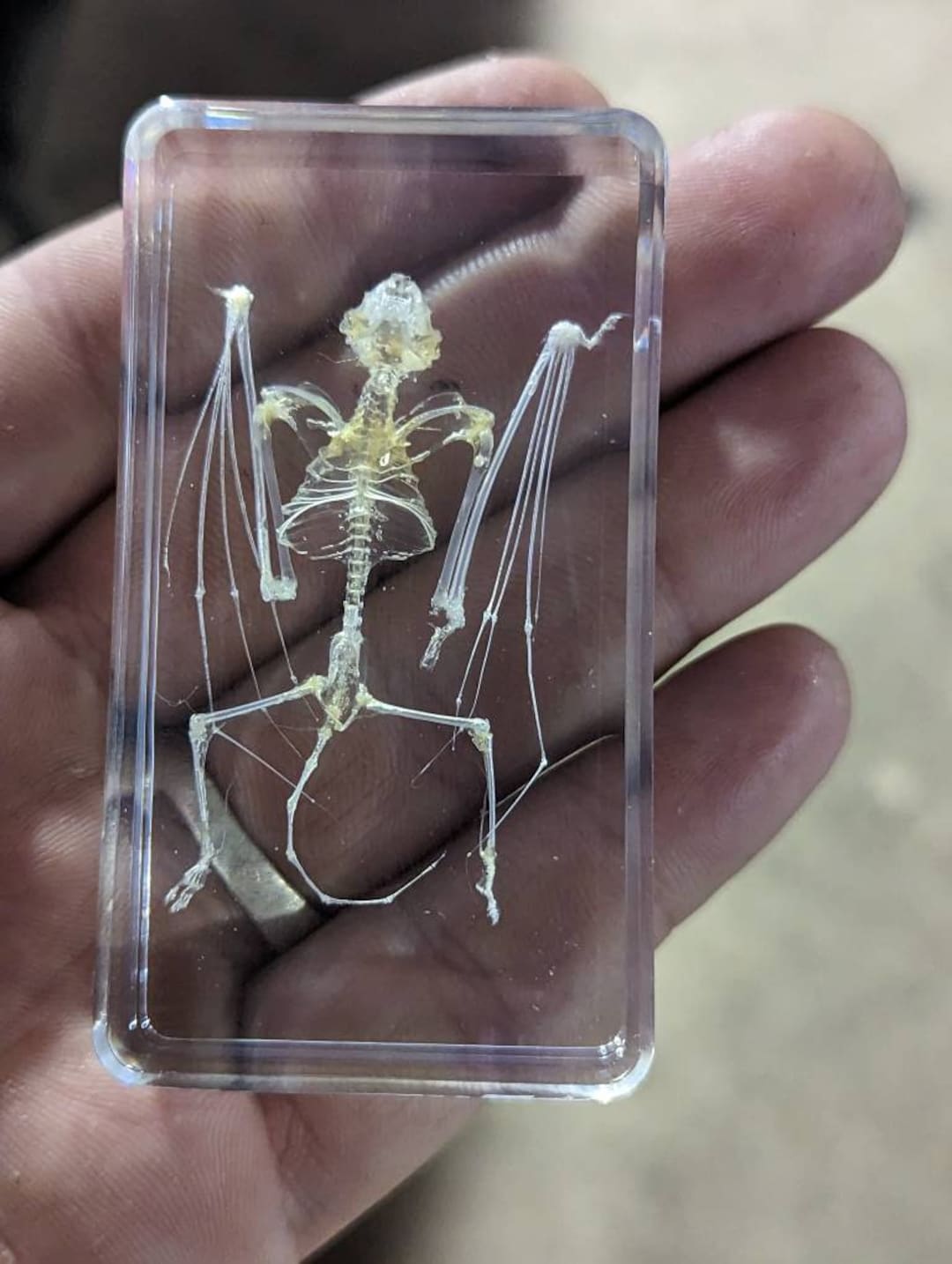 Bat Skeleton Preserved in Resin modern Day Fossils Educational ...