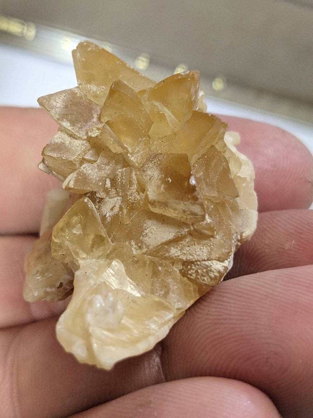 Fossil Clamshell W Calcite Crystal Growth, Rucks Pit Fl - Etsy