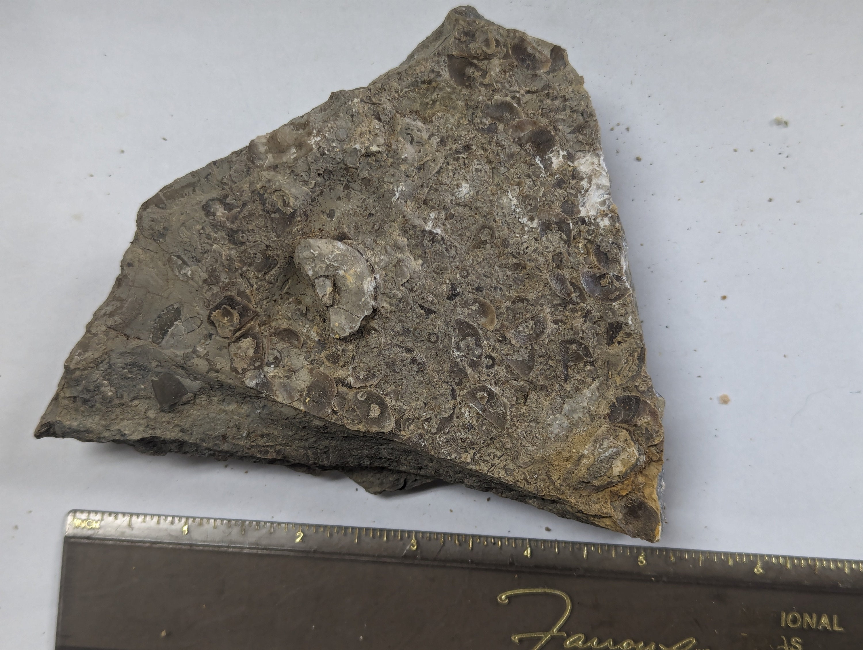 Large 1.3lb Fossil Shells, Coquina, in Limestone Matrix From Alabama - Etsy