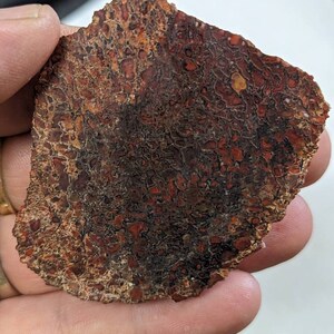 Natural Agatized Dinosaur Bone Slab, Nice Red Color, Cool Natural Back ...