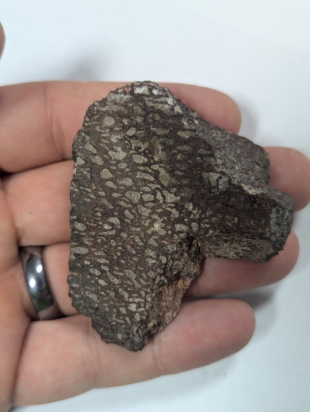 Natural Agatized Dinosaur Gem Bone Slab - Etsy