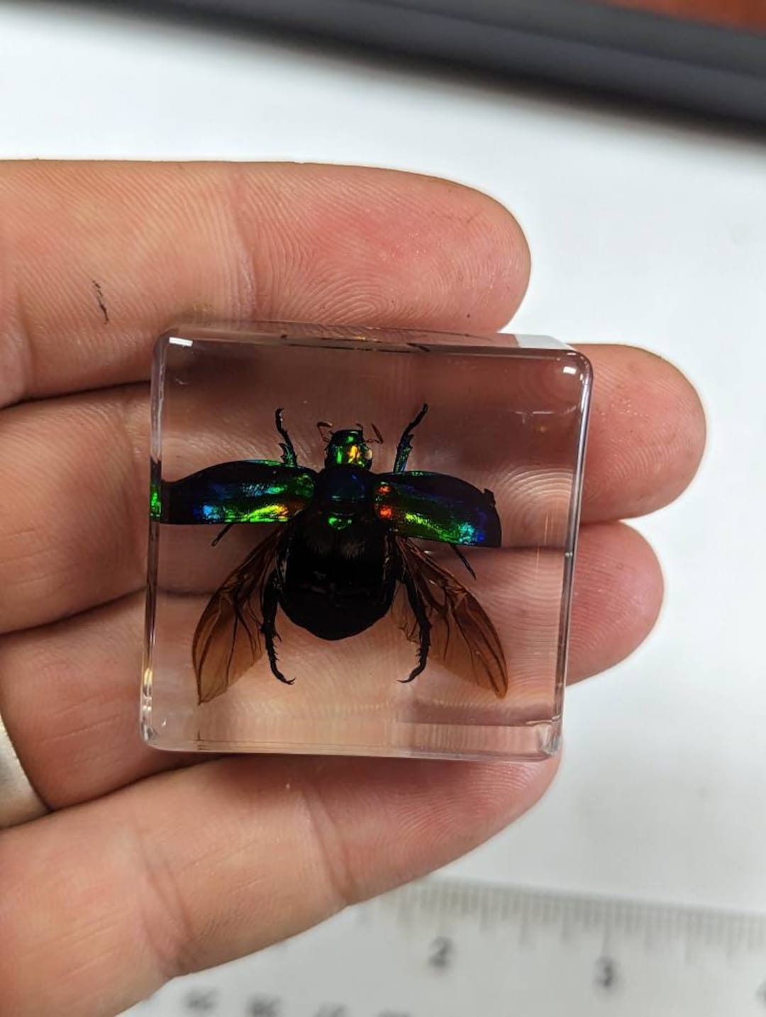 Rainbow Scarab Beetle - Modern Day Fossils - Preserved in Lucite Resin ...