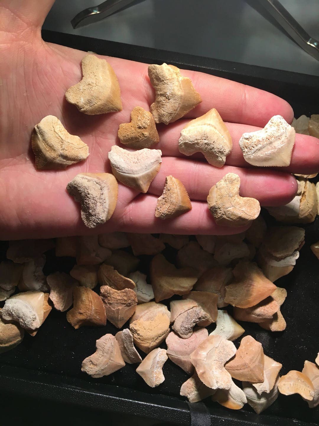 Wholesale Corax Shark Teeth - Etsy
