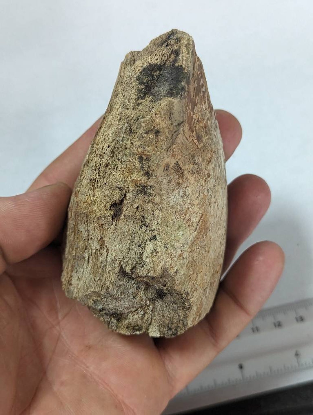 Large Dino Bone Frill Specimen, Triceratops Horned Dinosaur, South ...