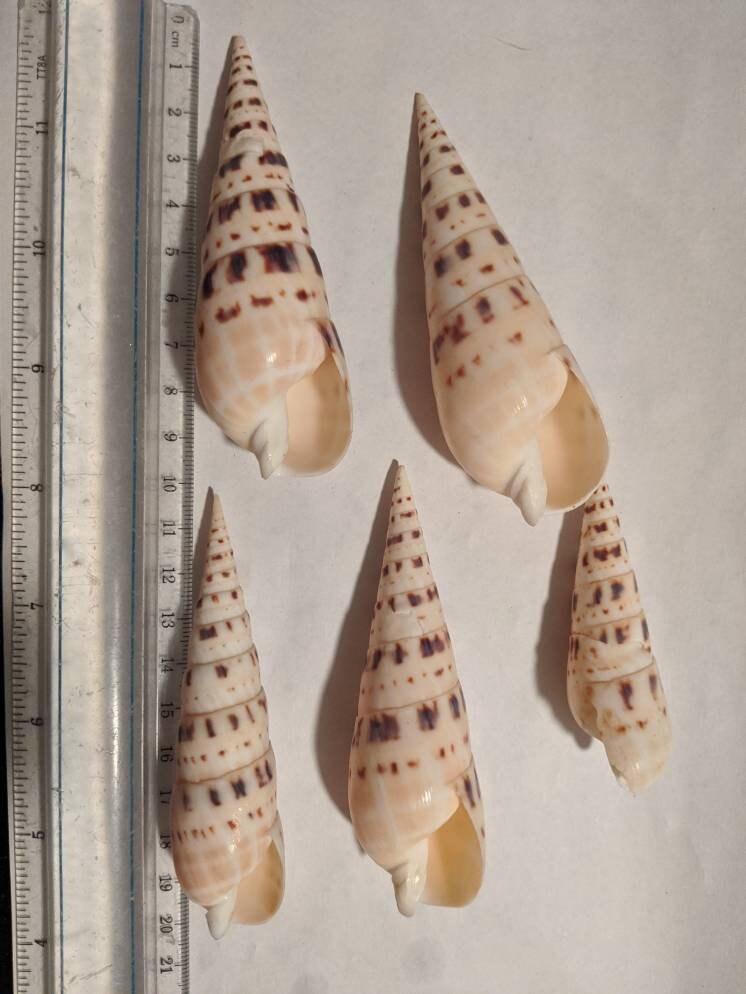 Large Terebra Maculata (gastropod) Shells - Etsy