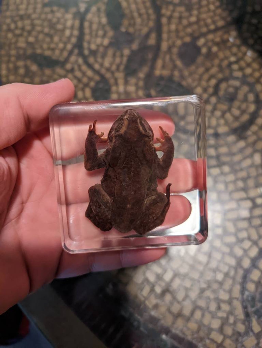 Real Toad Modern Day Fossils - Etsy