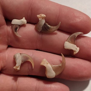 Bobcat Claw - Etsy