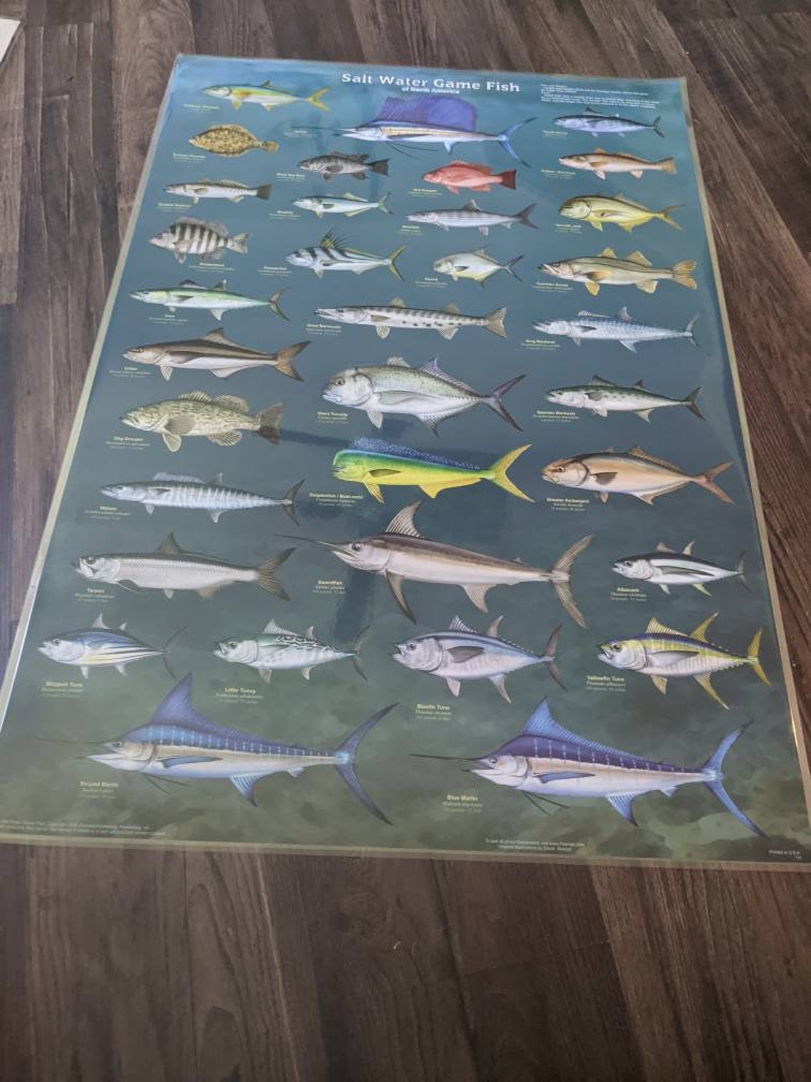 Salt Water Game Fish Large Laminated Educational Poster | Etsy