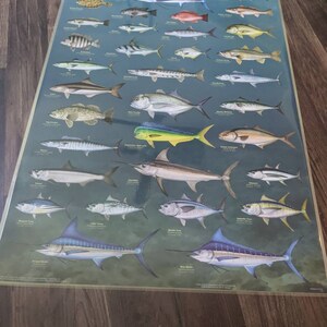 Salt Water Game Fish Large Laminated Educational Poster - Etsy