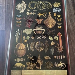 Curiousity Cabinetlarge Laminated Educational Poster - Etsy