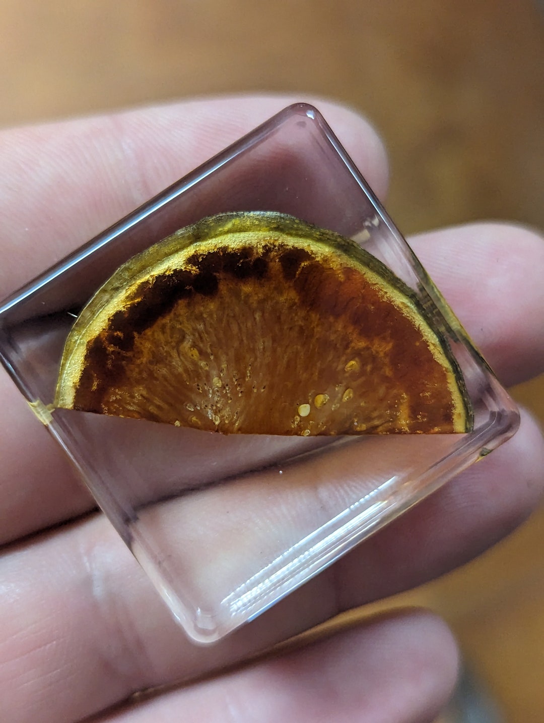 Slice of Fig - Cool Educational Gift for All - Modern Day Fossils ...