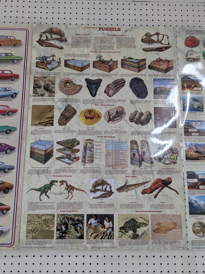 Introduction to Fossils Large Laminated Display Educational - Etsy