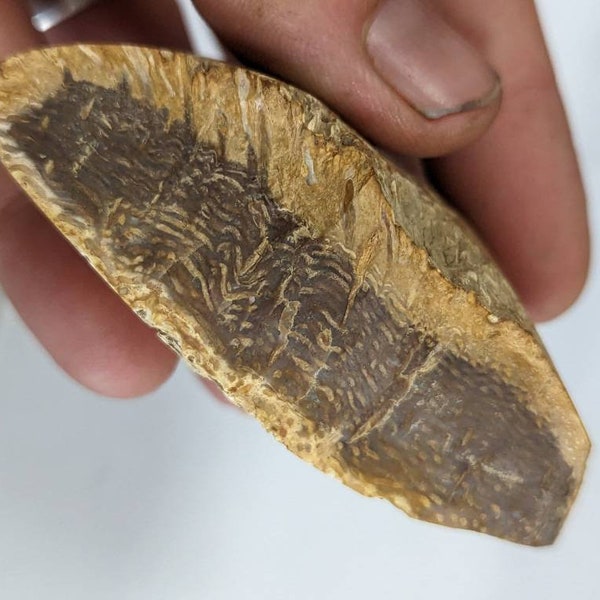 Petrified Palm Wood - Etsy