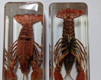 3 Leaf Beetles - Modern Day Fossils - Real Bugs Preserved in Lucite ...