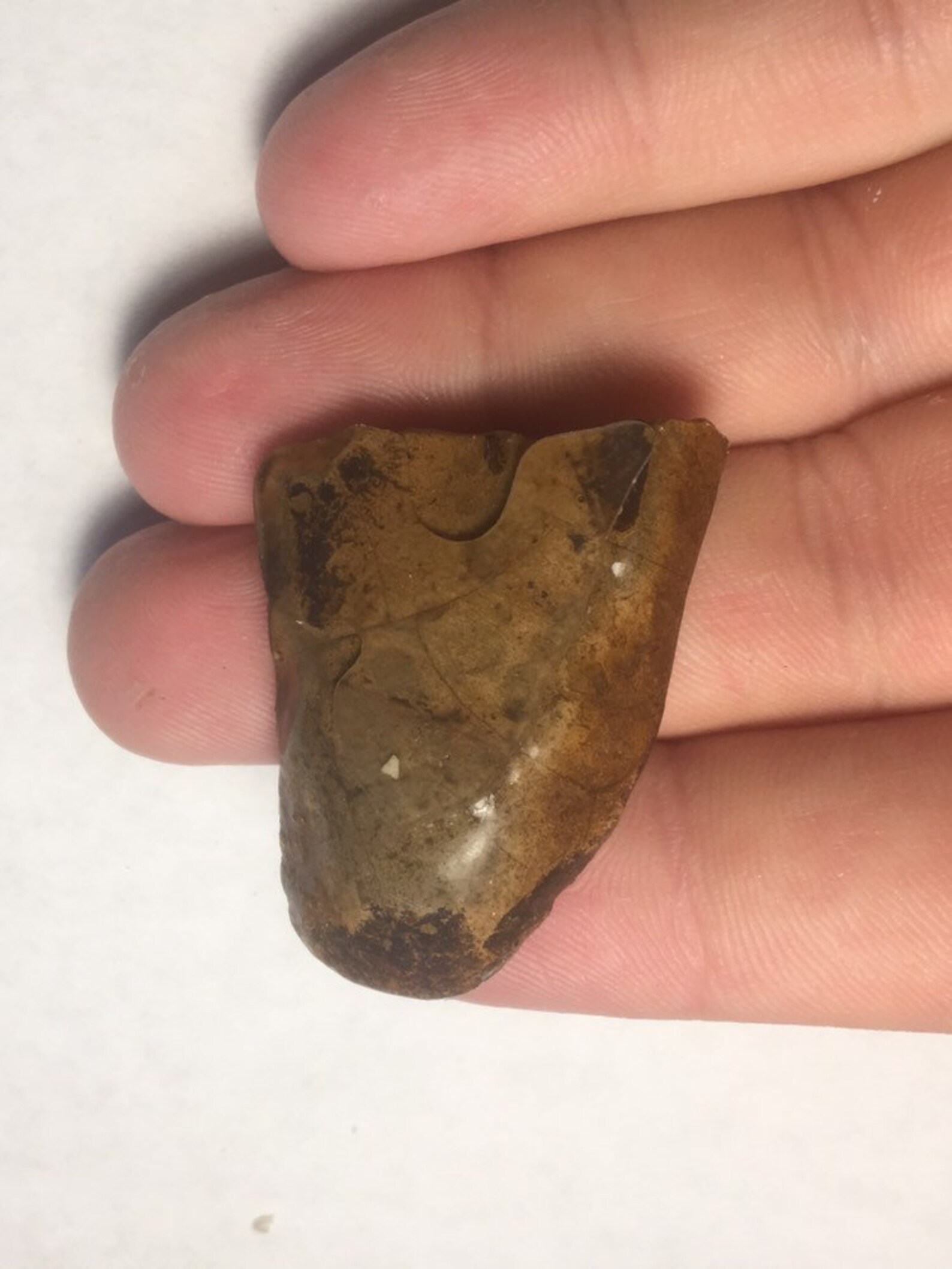 Rainbow Baculite Ammonite Fossil El Paso County Colorado - Etsy