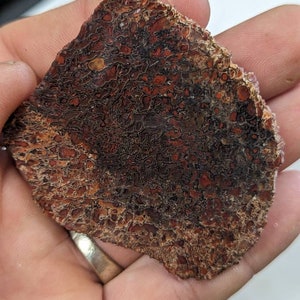 Natural Agatized Dinosaur Bone Slab, Nice Red Color, Cool Natural Back ...