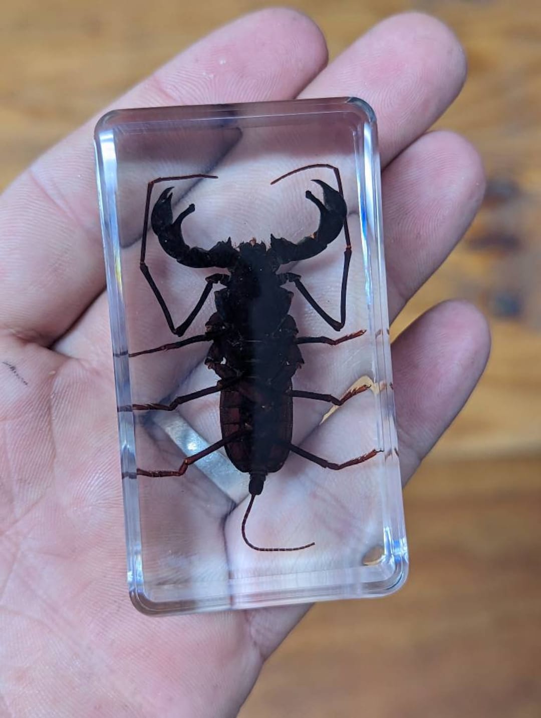 Large Whip Scorpion (vinegarroon) - Cool Educational Gift for All ...
