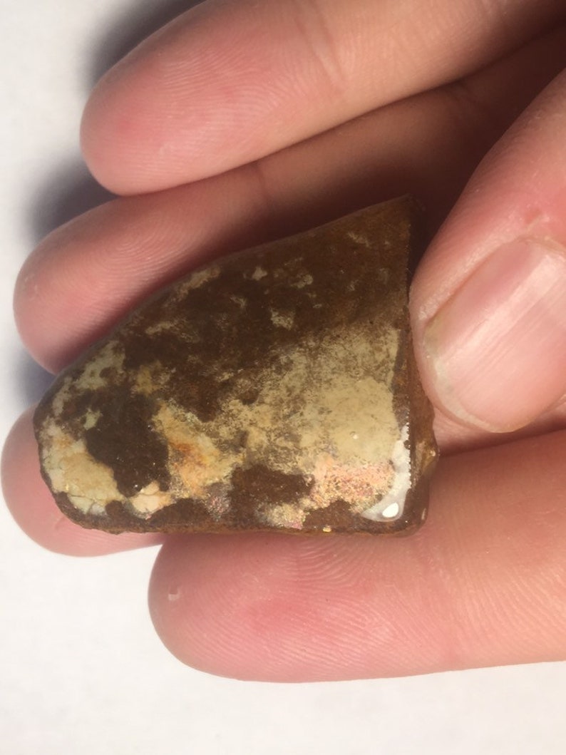 Rainbow Baculite Ammonite Fossil, El Paso County Colorado - Etsy