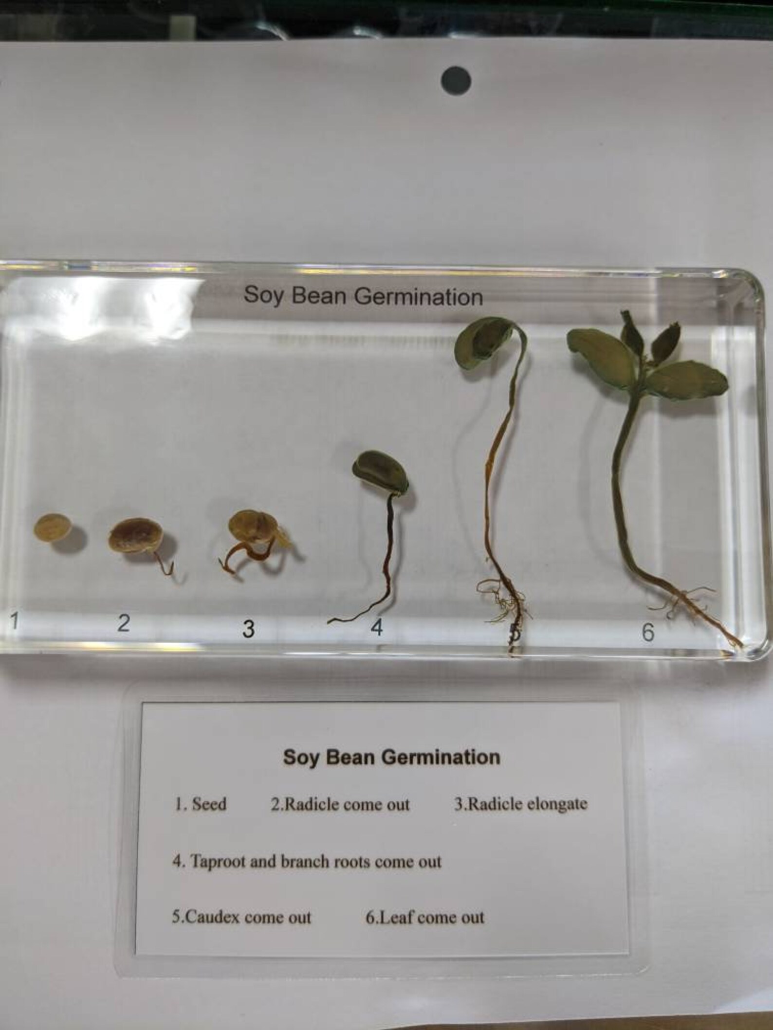 Modern Day Fossils Stages of Soybean Germination - Etsy