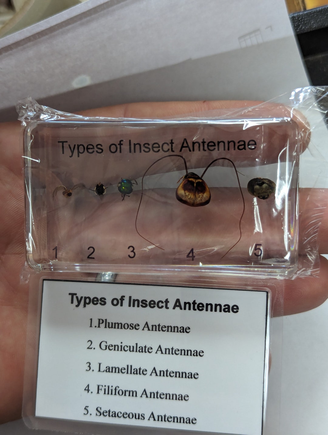 Types of Insect Antenna - Educational Collectible in Resin - Modern Day ...
