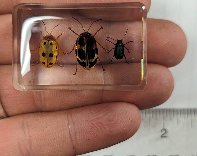 3 Leaf Beetles - Modern Day Fossils - Real Bugs Preserved in Lucite ...